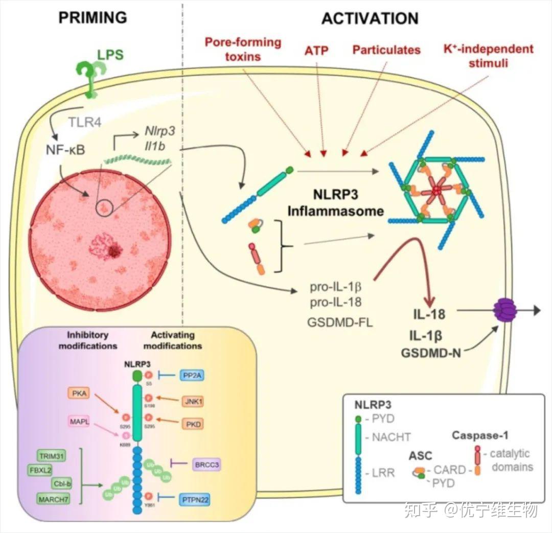 【小优细节君】 炎症小体NLRP3如何做好？ - 知乎