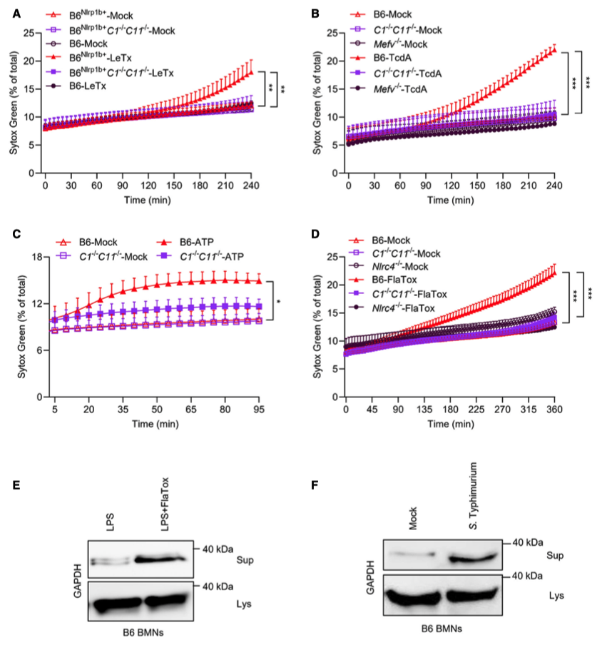 EMBO丨GSDMD驱动中性粒细胞独立于NETs的焦亡 - 知乎