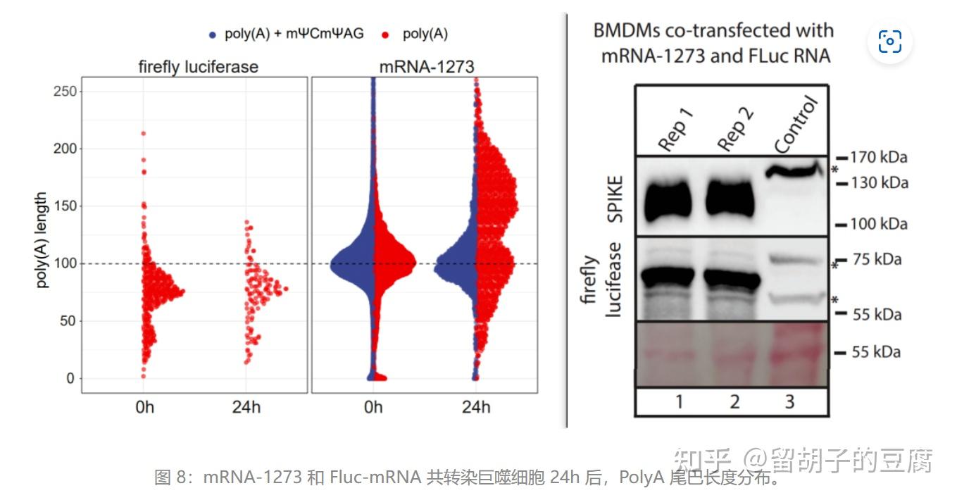 首次发现新冠mRNA疫苗体内聚腺苷酸化，增长PolyA尾巴 - 知乎
