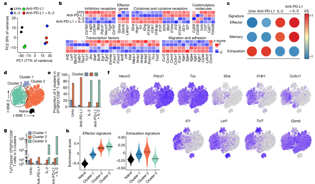 单细胞技术揭示PD-1联合IL-2治疗可改变CD8 T细胞衰竭程序 - 知乎