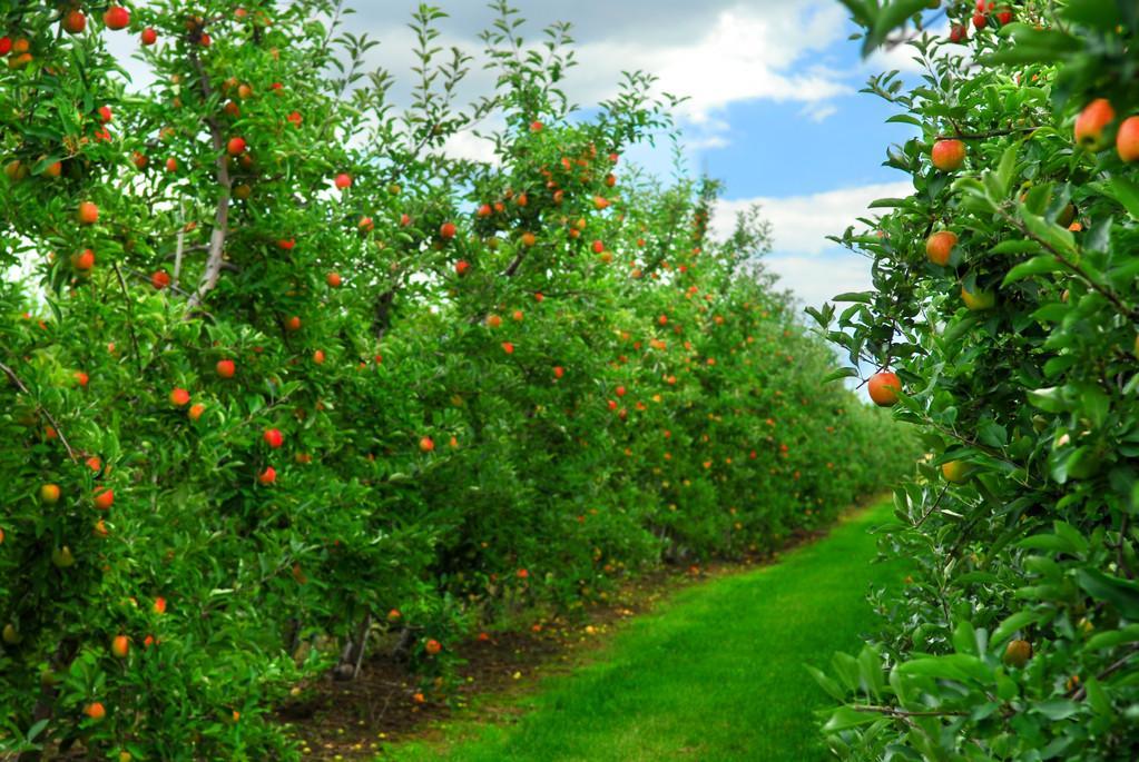 农副产品：节日备货启动，苹果震荡上行 - 知乎
