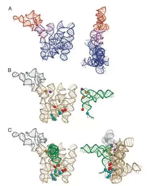 RNase P，先有鸡（RNA），还是先有蛋（protein） - 知乎