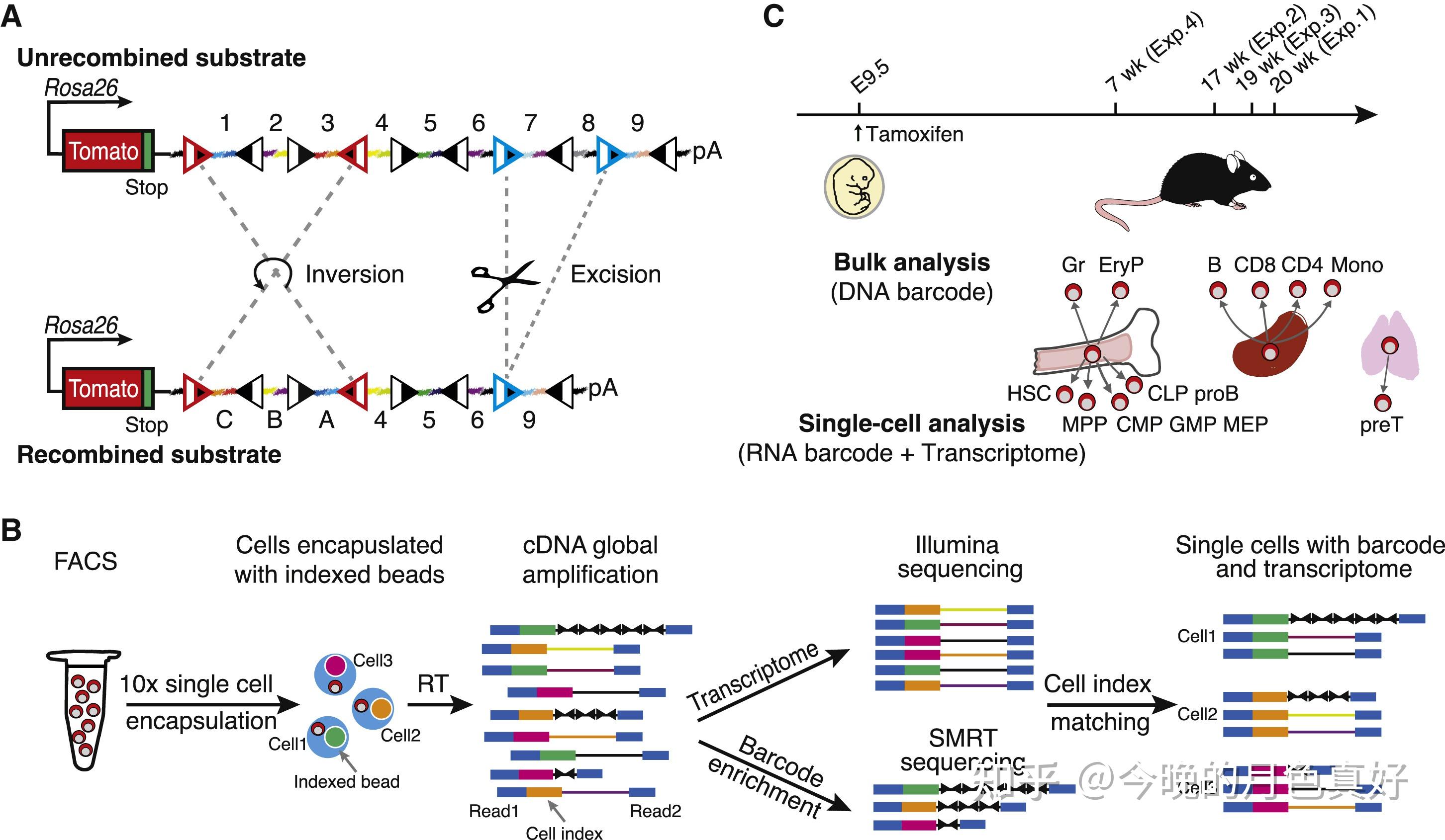 Resolving Fates and Single-Cell Transcriptomes of HSC Clones by ...