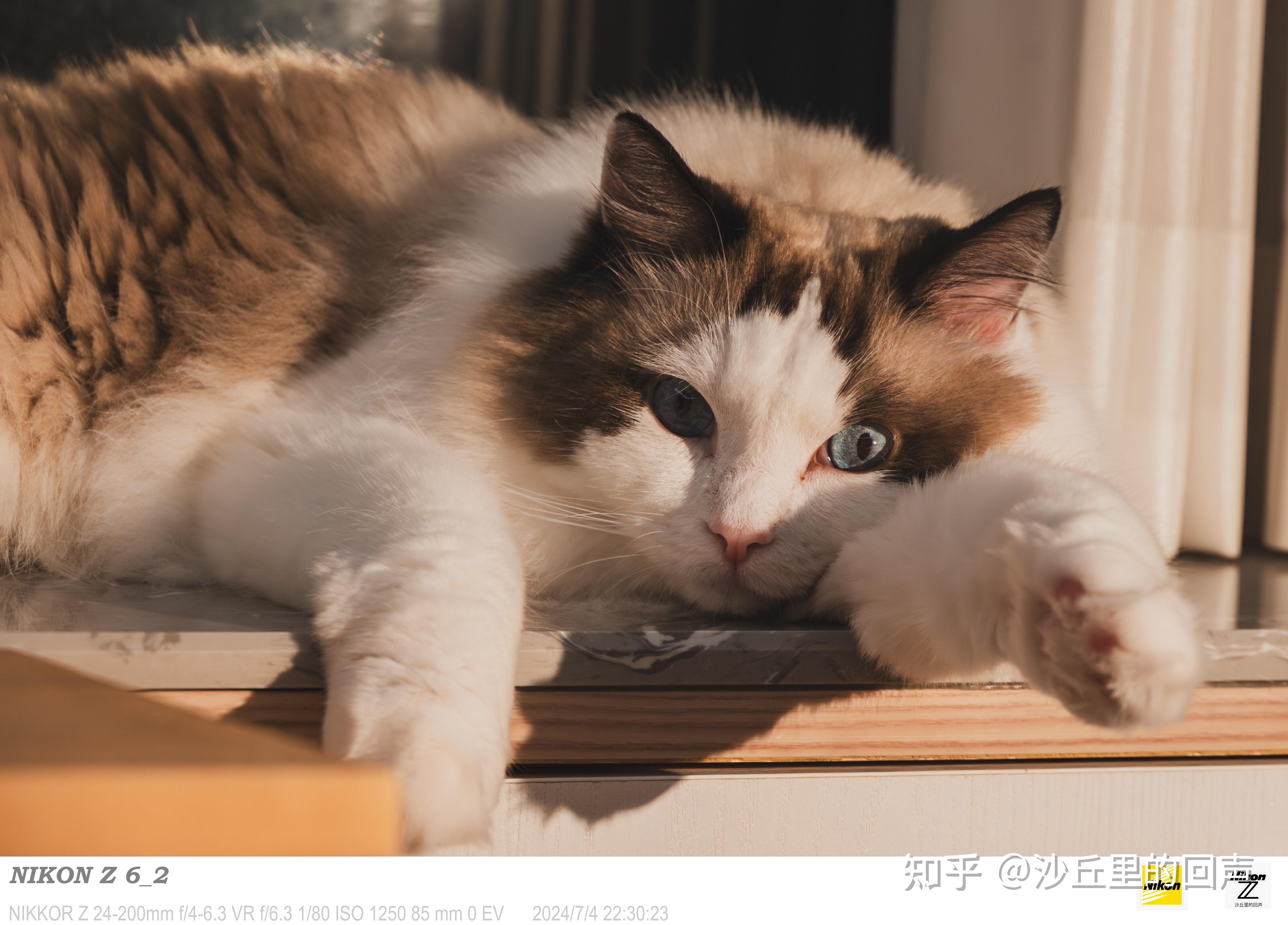 主拍照，尼康z62和z63怎么选? - 知乎