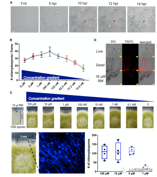 Current biology | 研究揭示细菌如何从真菌“顺风车”中获益！ - 知乎