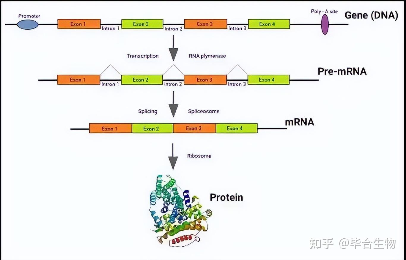 外显子、内含子、UTR、CDS、ORF，傻傻分不清？🧬 - 知乎