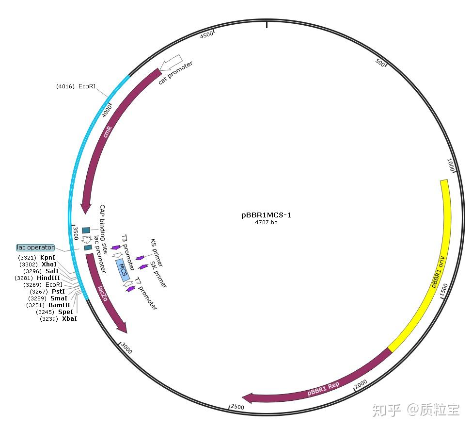 广宿主蛋白表达或克隆载体质粒 - 知乎