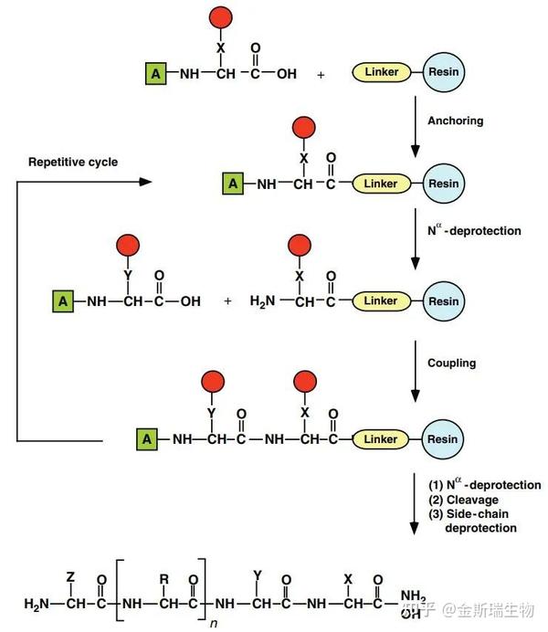 干货分享 | 从序列长度看多肽的应用与发展 - 知乎