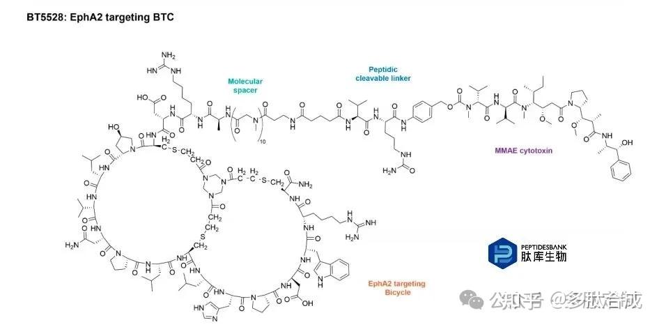 BT8009 的发现：一种用于癌症治疗的靶向Nectin-4的双环毒素偶联物 - 知乎