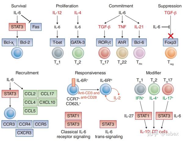 炎性多因子检测之白介素细胞6(IL-6) - 知乎
