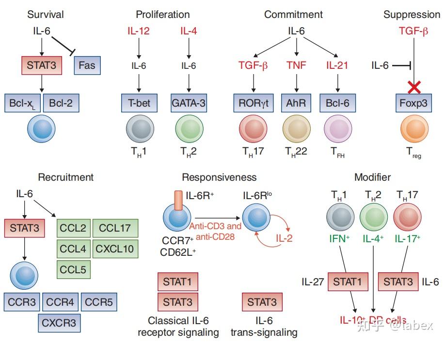 炎性多因子检测之白介素细胞6(IL-6) - 知乎