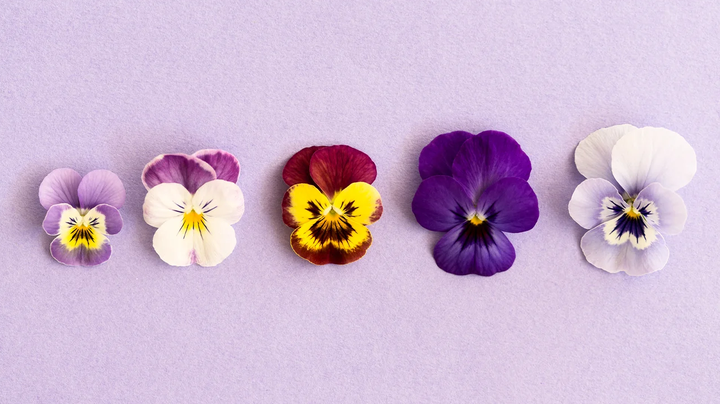 从探索式数据分析到现代 BI 仪表盘：Superset 2.0 - 知乎