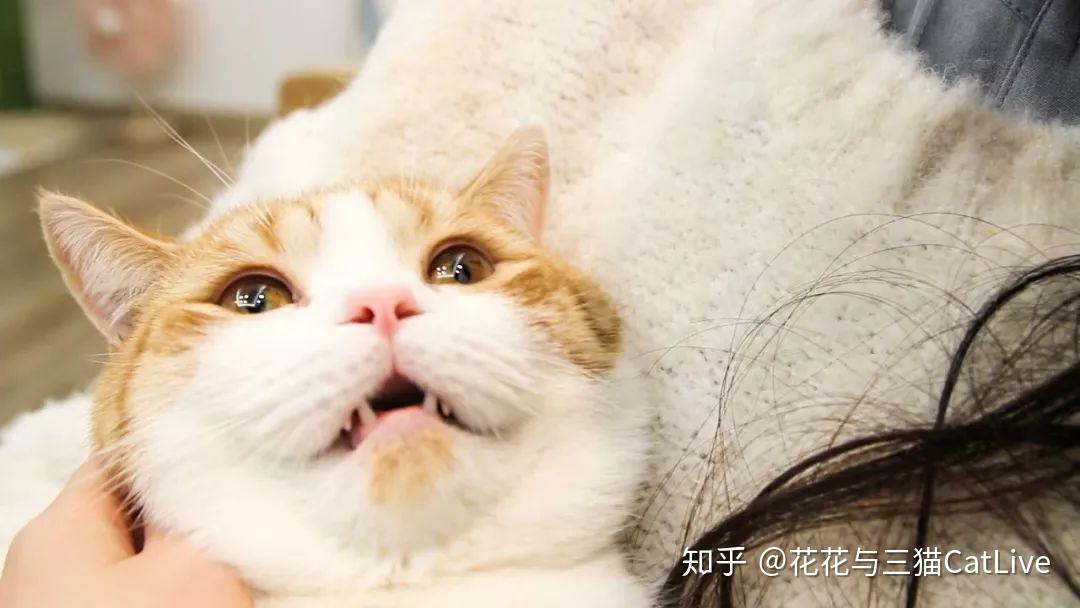 猫咪发情的几种表现 知乎
