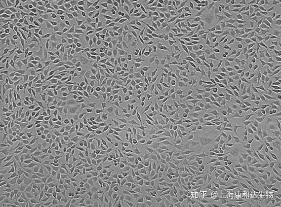 L929细胞：探索免疫的关键细胞模型 - 知乎