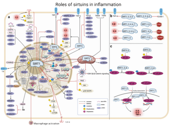 SIRT和AMPK靶点通路知识讲解 - 知乎