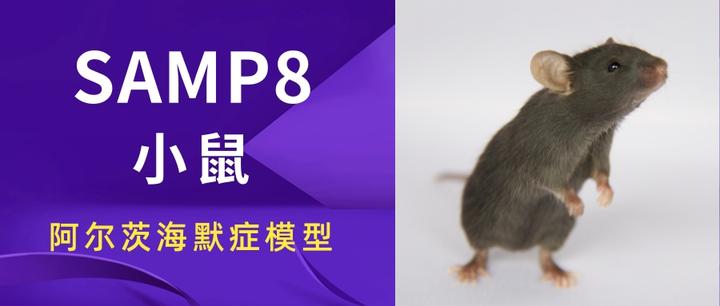 SAMP8小鼠｜AD模型 - 知乎