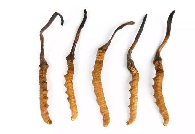 如何从外观分辨虫草产地：西藏那曲、青海玉树、四川甘孜 - 知乎