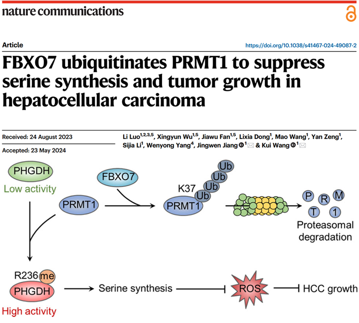 FBXO7如何通过泛素化调控PRMT1蛋白水平？ - 知乎