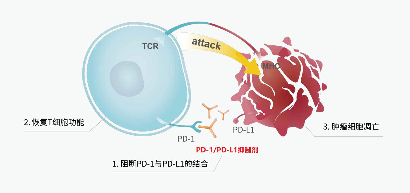 国内已经上市的PD-1&PD-L1抑制剂（2023年5月更新） - 知乎