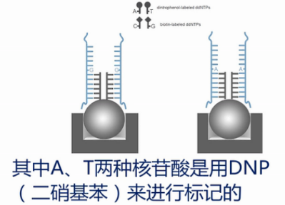 【转载】Illumina的SNP芯片原理 - 知乎
