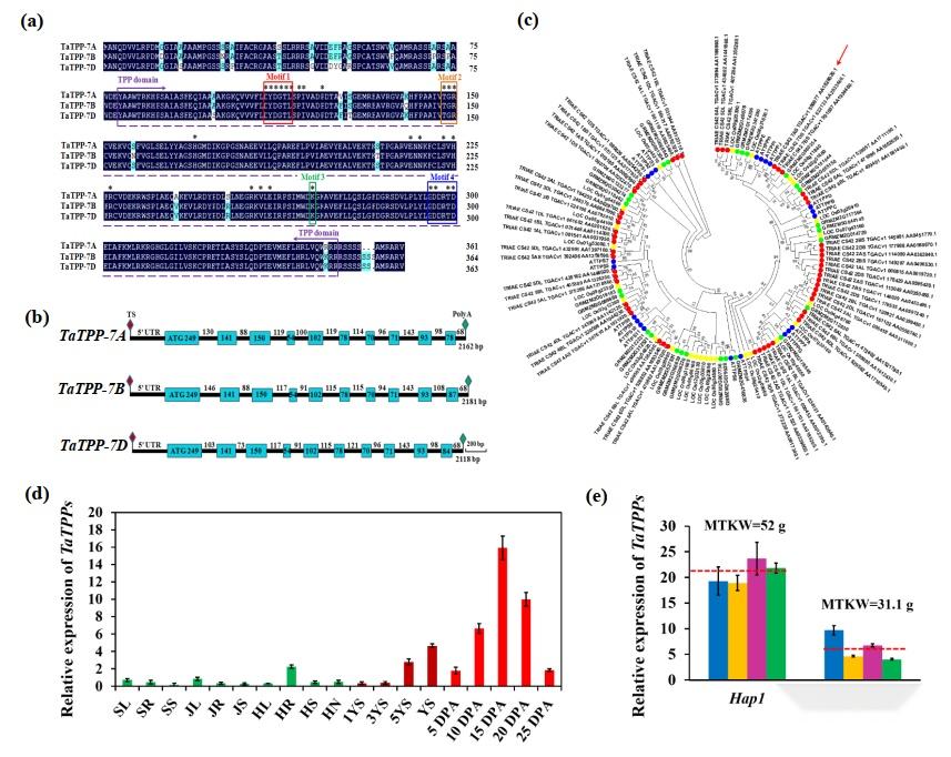 【Plant Biotech J】TaTPP-7A通过T6P-SnRK1信号通路和糖-ABA相互作用正调控小麦灌浆和产量 - 知乎