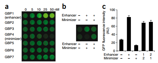 GFP亮不亮，纳米抗体说了算 - 知乎