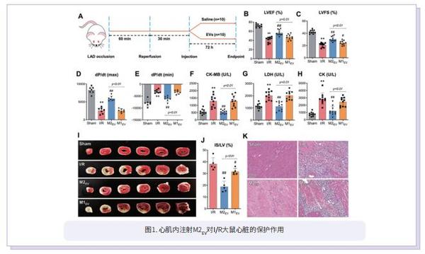 文献解读 | M2巨噬细胞衍生的sEV调节促炎CCR2+巨噬细胞亚群有利于AMI后心脏修复 - 知乎