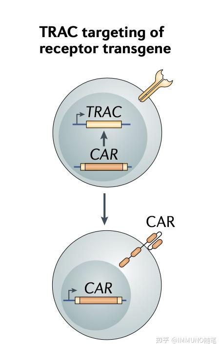 CAR-T细胞持续性的网络调控及策略解析 (全) - 知乎