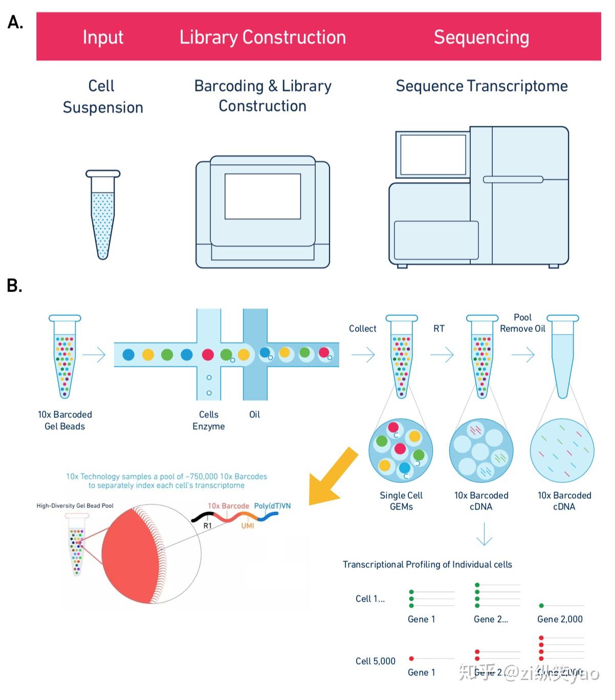 scRNA-seq 的两个关键技术 - 知乎