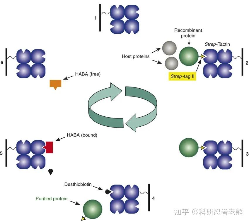 重组蛋白纯化标签系列(三)：Strep-Tag II - 知乎
