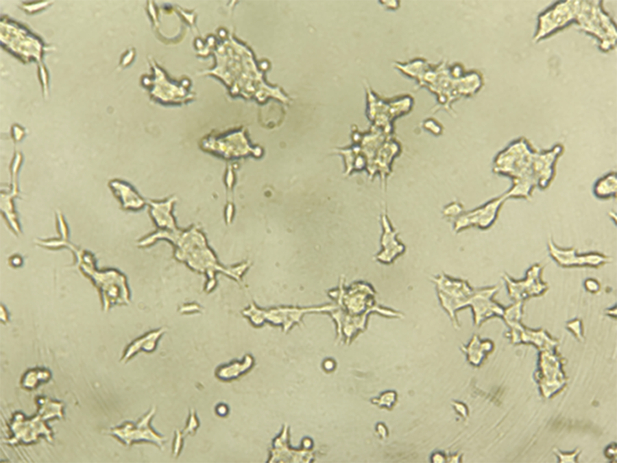 NEST|293T细胞怎样才能养得好？ - 知乎