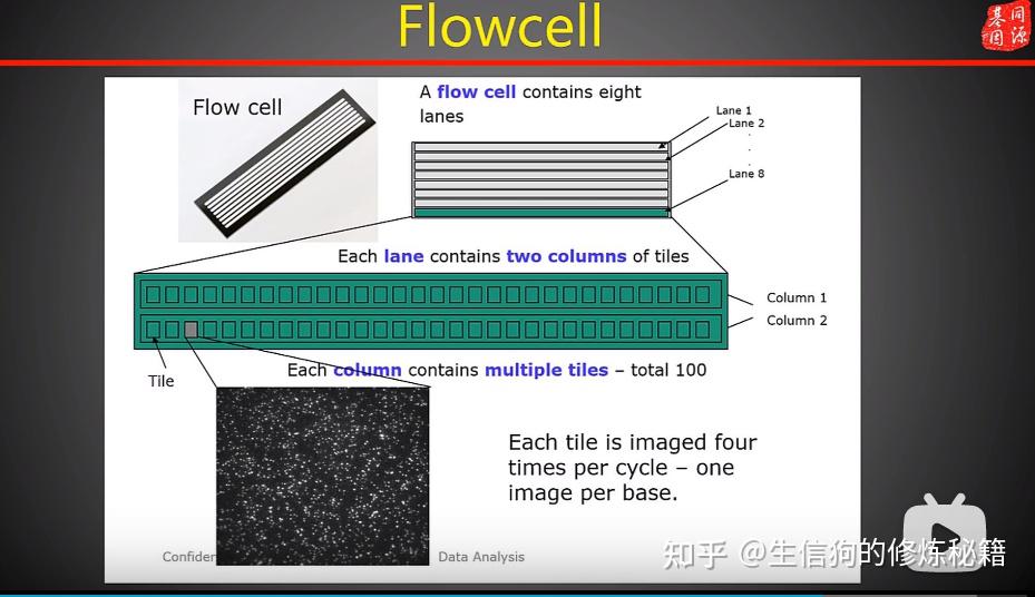 高通量测序原理（二）illumina测序原理 - 知乎