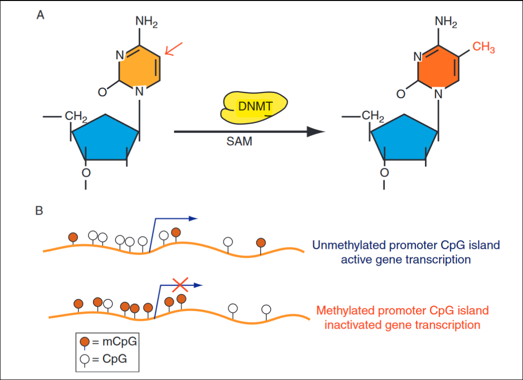 普写学术 | ctDNA甲基化检测在肿瘤诊疗全程中的应用 - 知乎