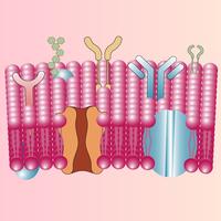 IRES与2A肽(P2A/T2A/E2A/F2A) - 知乎