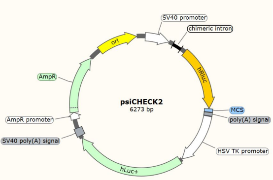 生物界的“小灯泡”— 荧光素酶的应用！_化工仪器网