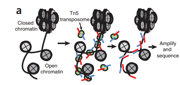 使用ArchR分析单细胞ATAC-seq数据(第一章) - 知乎