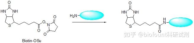 NHS-Biotin；生物素标记试剂 - 知乎
