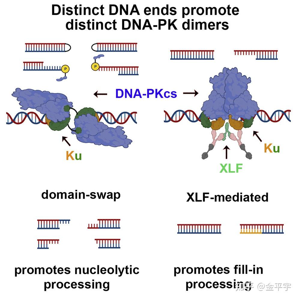 DNA-PK大蛋白激酶的发现推进DNA修复生物技术 - 知乎