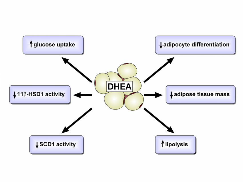 DHEA服用指南 一「含案例」 - 知乎