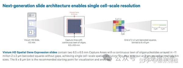 10x Genomics终于推出新的 Visium HD 平台！ - 知乎
