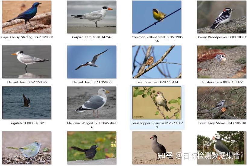 CUB-200-2011 鸟类数据集的训练及应用 鸟类识别 200 种鸟类，共 11,788 张图像，边界框、关键部位标注和 312 个二进制属性。应用于细粒度分类、可解释性、特征学习等任务 - 知乎