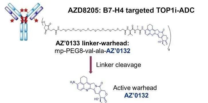 阿斯利康ADC布局雄心 - 知乎