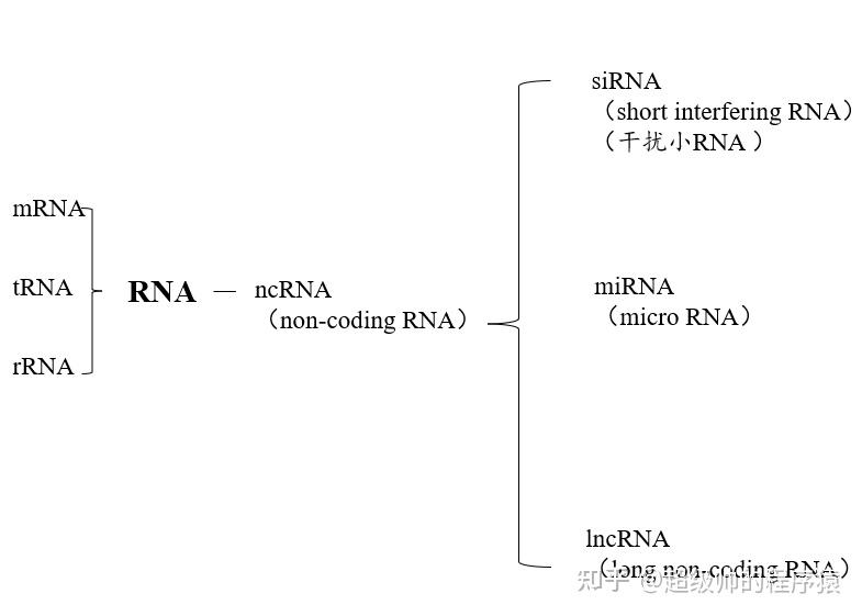 非编码RNA（non-coding RNA）生物学功能解读 - 知乎