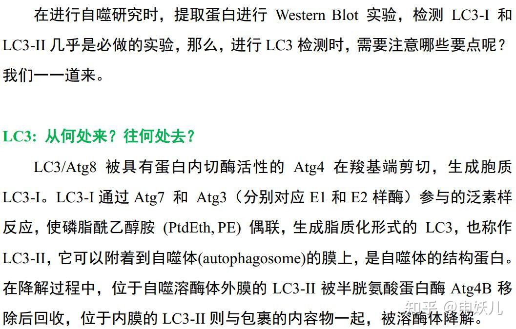 实验技巧 | 官方“自噬”实验操作指南之WB检测LC3 - 知乎