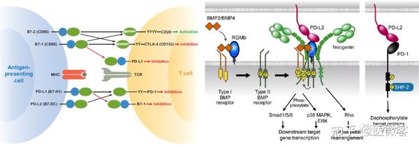 PD-L2知多少 - 知乎