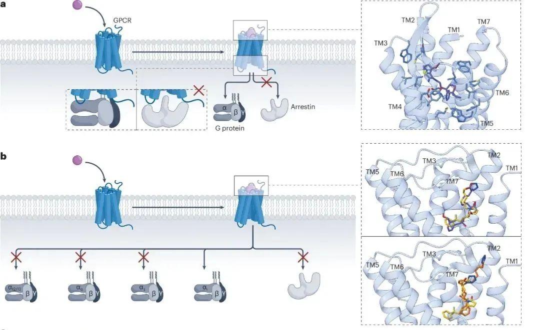 【Nature Reviews】GPCR的功能动力学揭示药物发现的新途径 - 知乎