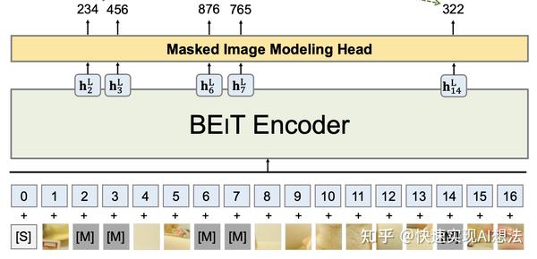 BeiT：当BERT用于图像任务——超越ViT新范式 - 知乎