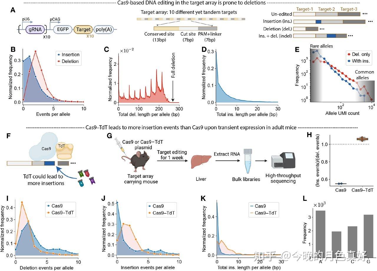 A model with high barcode diversity for joint lineage, transcriptomic ...