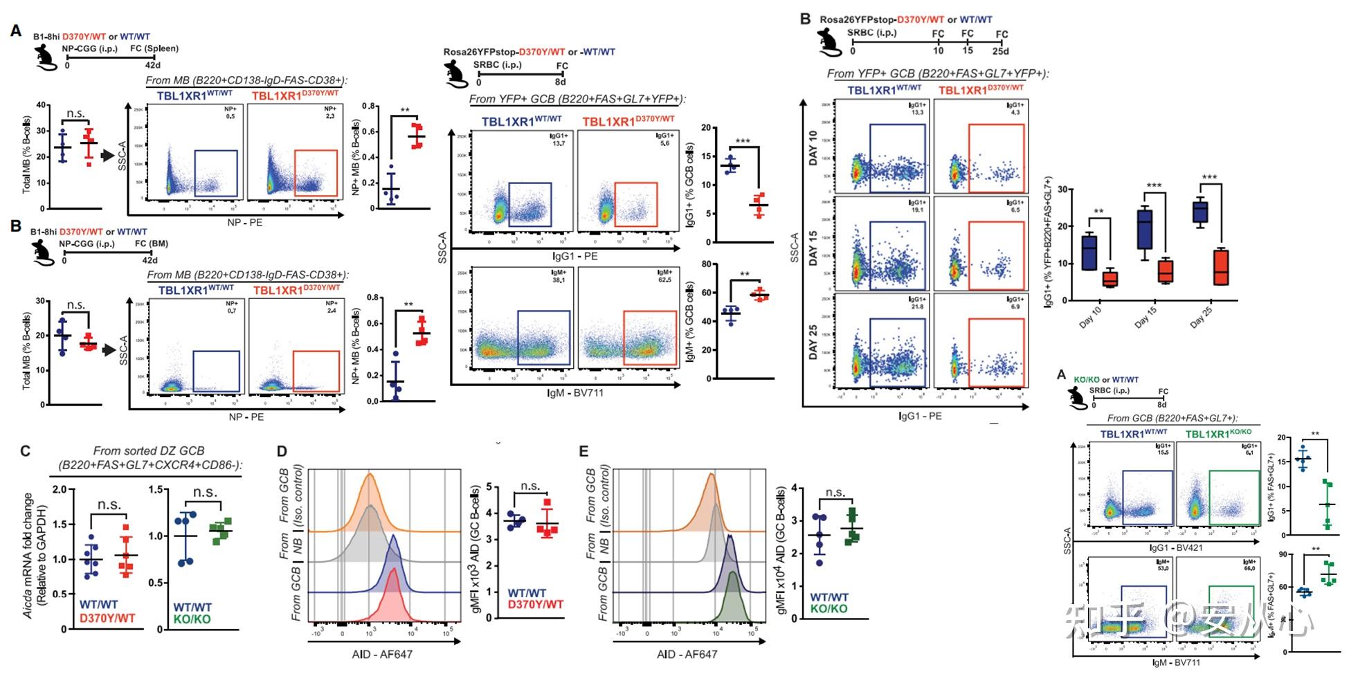 TBL1XR1突变通过诱导促肿瘤程序驱动结外淋巴瘤 - 知乎