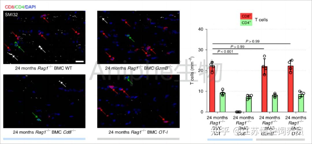 C57老龄鼠/老年鼠知识：一镜到底，最详细解答 - 知乎